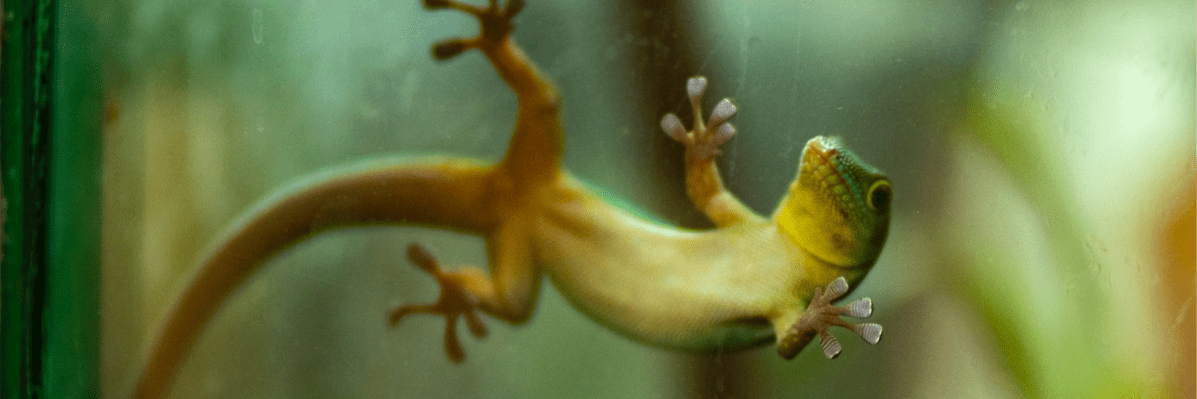 The Geckos – Apricot Press